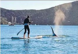 Stand-up boards same as vessels - PressReader