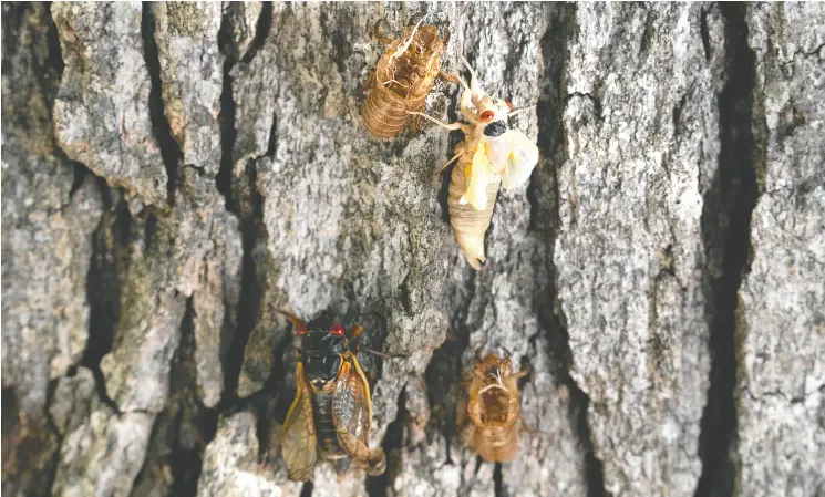 CICADAS ON (FULL) BLAST - PressReader