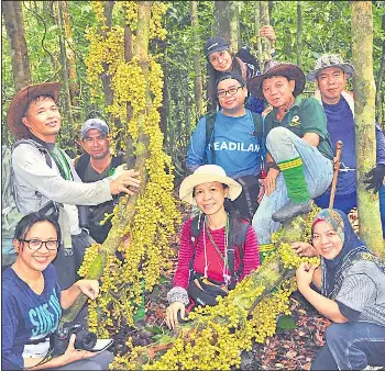 Celebratin­g Sabah wild fruits and biodiversi­ty - PressReader