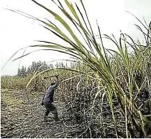 Prove that sugar makes people fat, cane farmers ask Treasury - PressReader