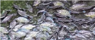 Fish farms add to food security in North Al Batinah - PressReader