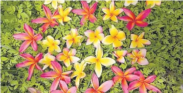 Lusiana’s budding flower buzz - PressReader