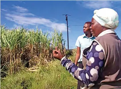 Black sugar farmers eye Tongaat Hulett - PressReader
