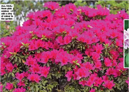 Az good as it gets YOU DON’T NEED ACIDIC SOIL TO GO POTTY ABOUT THESE PLANTS - PressReader