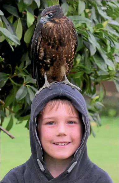 Friendly falcon moves on in - PressReader