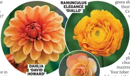 It’s time to decide on your flowers for this year - PressReader