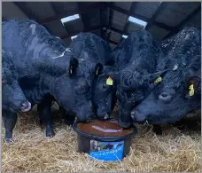 Give the nutrients to ensure healthy start to new born calves - PressReader