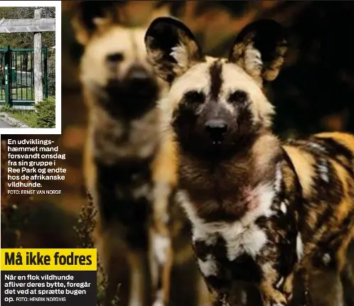 KRAVLEDE IND TIL VILDE HUNDE - PressReader