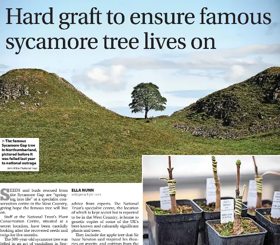 Hard graft to ensure famous sycamore tree lives on - PressReader