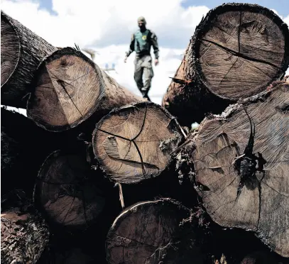 Research effort at COP28 for Congo rainforest launched - PressReader