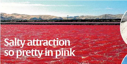 Salty attraction so pretty in pink - PressReader