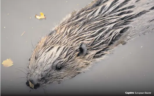 Are beavers back in the River Forth? - PressReader