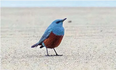 Stunning images capture rare bird sighting in Oregon - PressReader