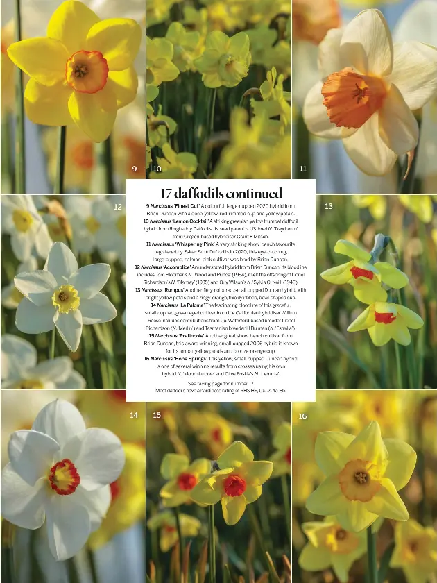 17 daffodils continued - PressReader