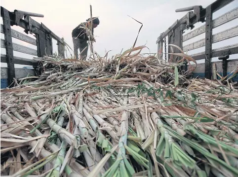 Farmers reap gains from sugar cane - PressReader
