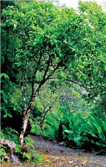 Alagasi - PressReader