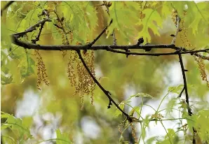 Allergy season arrived early in U.S. Here’s how to battle pollen ...