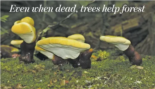 Even when dead, trees help forest - PressReader