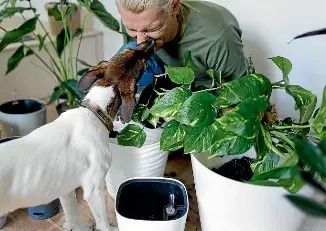 Bring nature inside to improve your health - PressReader