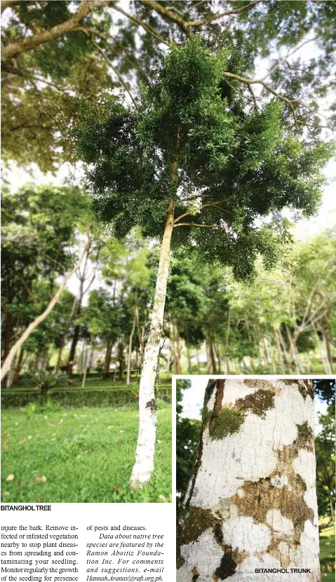 BITANGHOL - PressReader