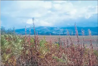 The walk The Cloich Loop, Eddleston - PressReader