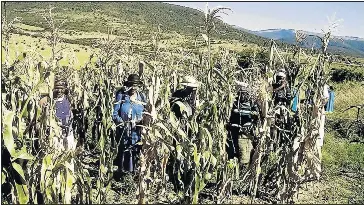 MAIZE CROPS MAY DECLINE - PressReader