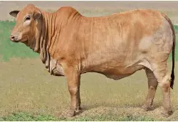 Hurwitz Farming Boran Bull and Breeding Sale - PressReader
