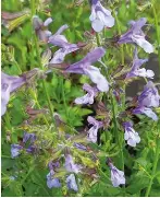 SPRING REACH NURSERY - PressReader