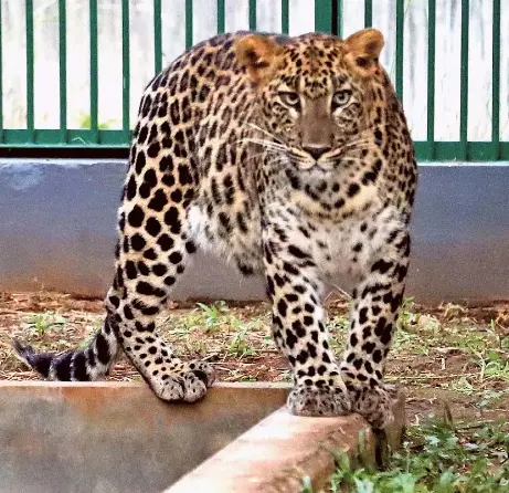 The wild ones are at home here - PressReader