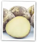 Humble spud can be considered a superfood! - PressReader