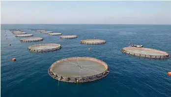 Global demand for Omani fish on the rise, export increased - PressReader