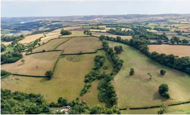 Thousands of trees planted in Devon to start creation of Celtic ...