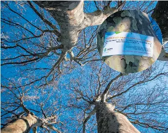 Failed attack on popular tree - PressReader