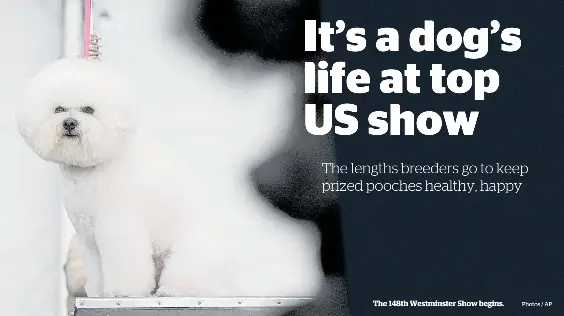 It’s a dog’s life at top US show - PressReader