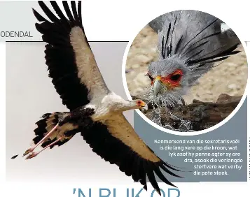 ’N BLIK OP DIE SEKRETARIS­VOËL - PressReader