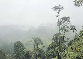 Climate change, deforestat­ion imperil medicinal trees and plants - PressReader