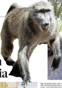 Baboons discover foodie heaven in Constantia - PressReader