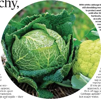 Growing crunchy, cold-weather cabbages - PressReader