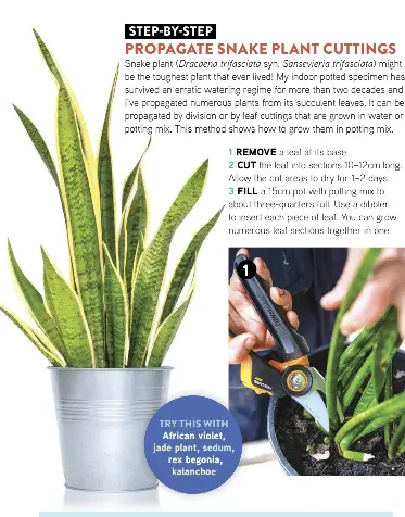 PROPAGATE SNAKE PLANT CUTTINGS - PressReader