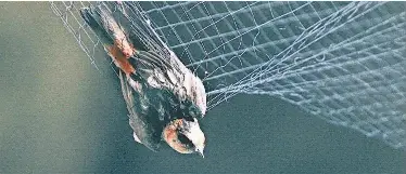 Cave swallow sightings and bird feeding tips - PressReader