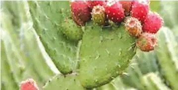 Prickly pear cactus: Dhorofiya - PressReader