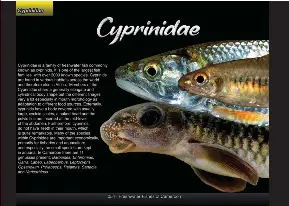 FRESHWATER FISHES OF CAMEROON: DISTRIBUTI­ON, HABITATS AND AQUARIUM ...
