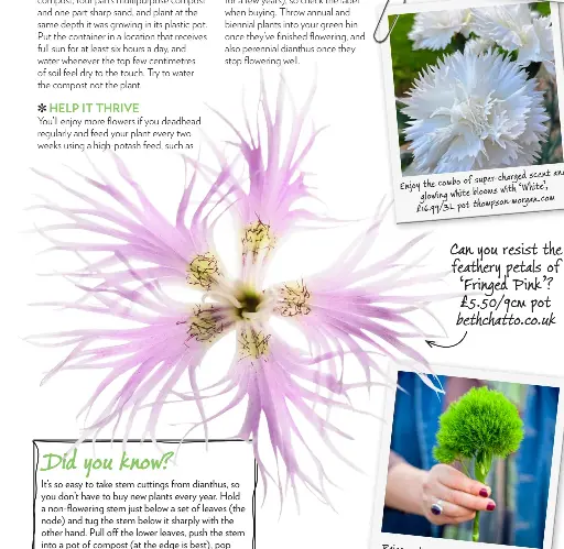 How to make your new plant happy - PressReader