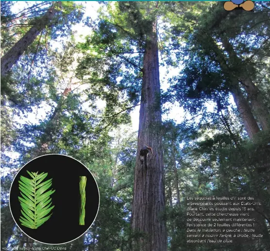 En grimpant dans ces arbres, une scientifiq­ue a découvert qu’ils ...