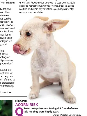 HELP FOR AN ANXIOUS DOG - PressReader