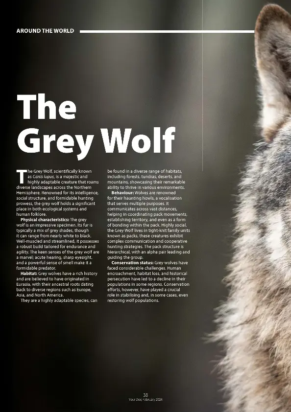 The Grey Wolf - PressReader