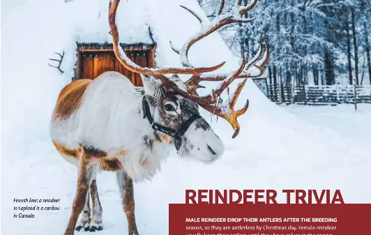 REINDEER TRIVIA - PressReader