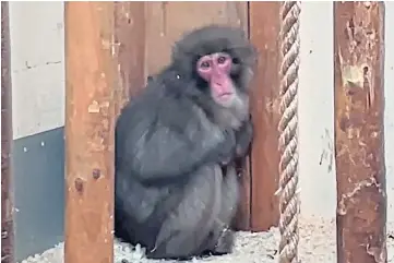 Monkey ‘ate nuts’ during time on run - PressReader