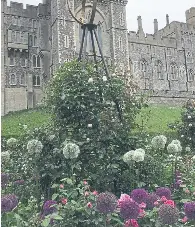 Beautiful – it’s this time of year the roses are in bloom - PressReader