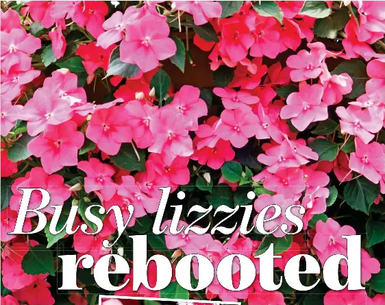 Busy lizzies rebooted - PressReader